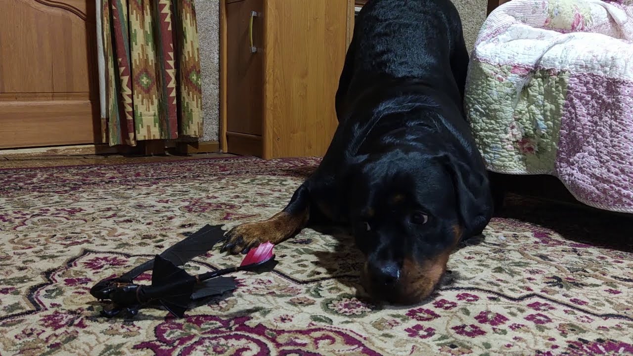 Rottweiler against the dragon/Rotveilers pret pūķi/Ротвейлер проти ...
