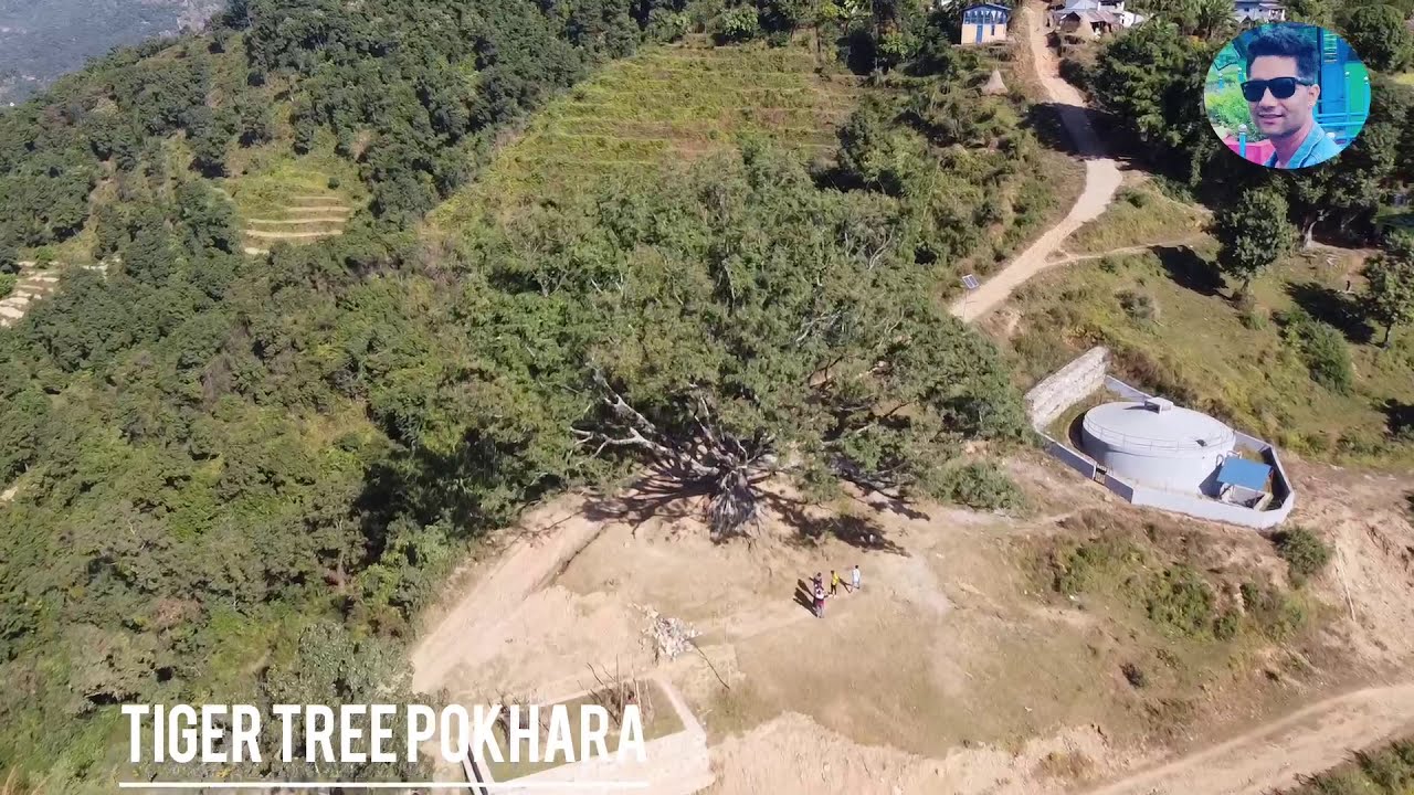 Tiger tree pokhara || tiger top drone shot || - YouTube