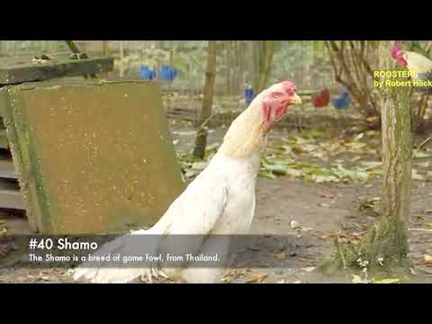 Qubadaki Heyratı Xoruz Səsi