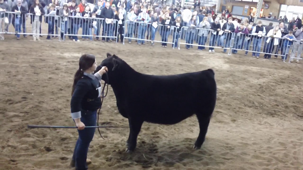 Iowa Beef Expo 2019 Maine Angus Heifers - YouTube