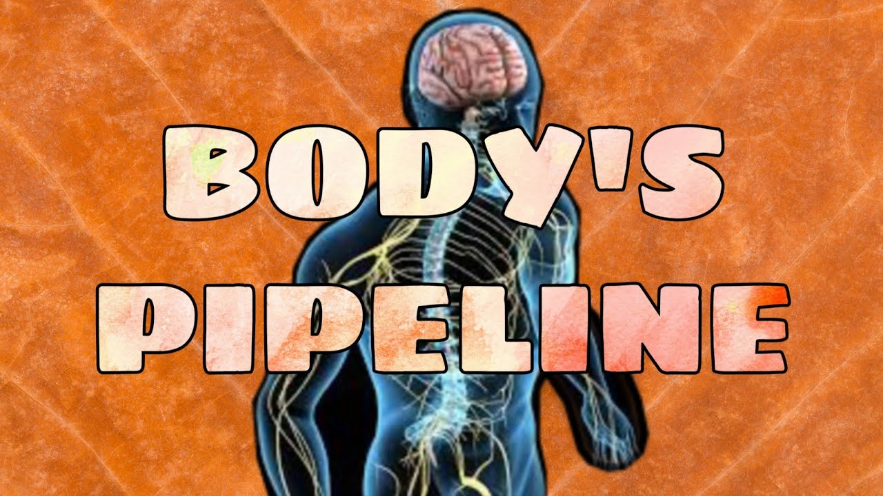 BODY'S PIPELINE | INTERNAL HEALTH | HEALTH AND FITNESS - YouTube