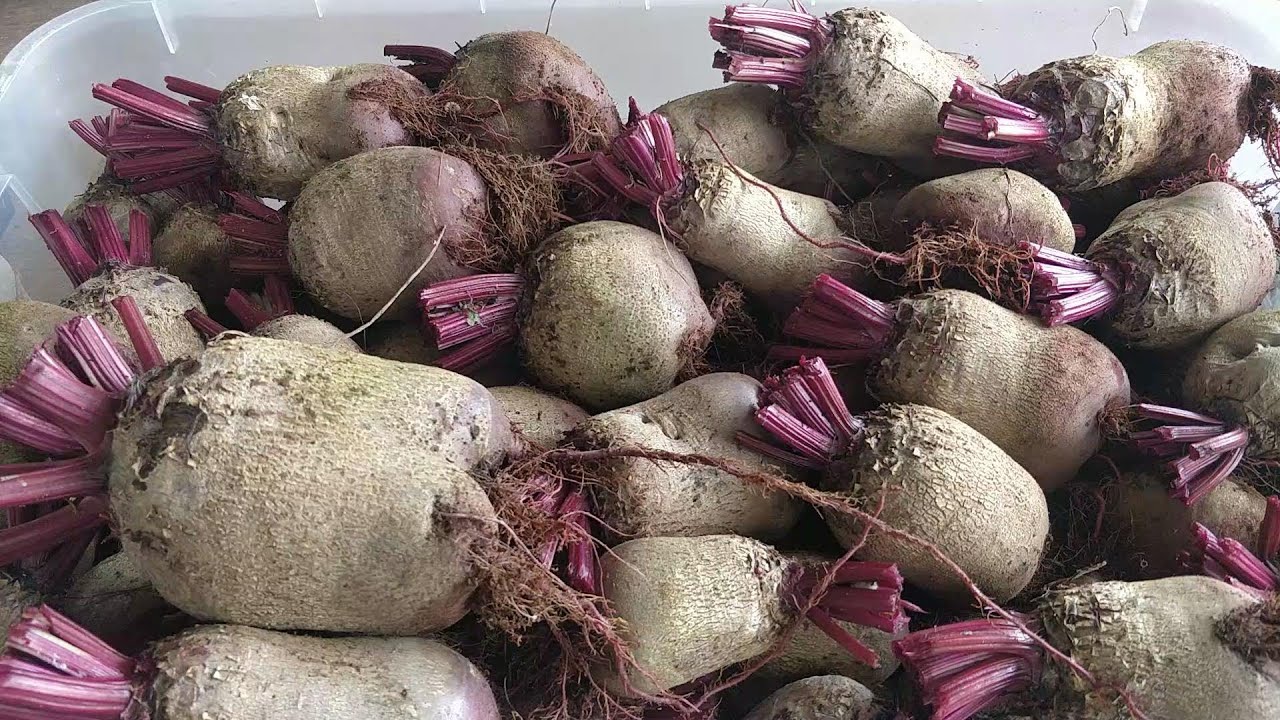 Hydroponic Beetroot Harvest - YouTube