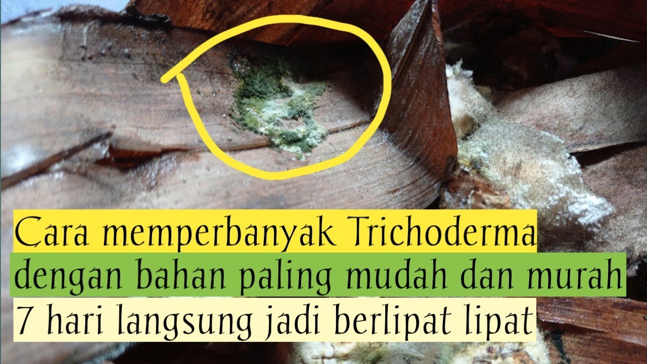 Mudah!!! Cara memperbanyak Trichoderma sp hanya dengan nasi - YouTube