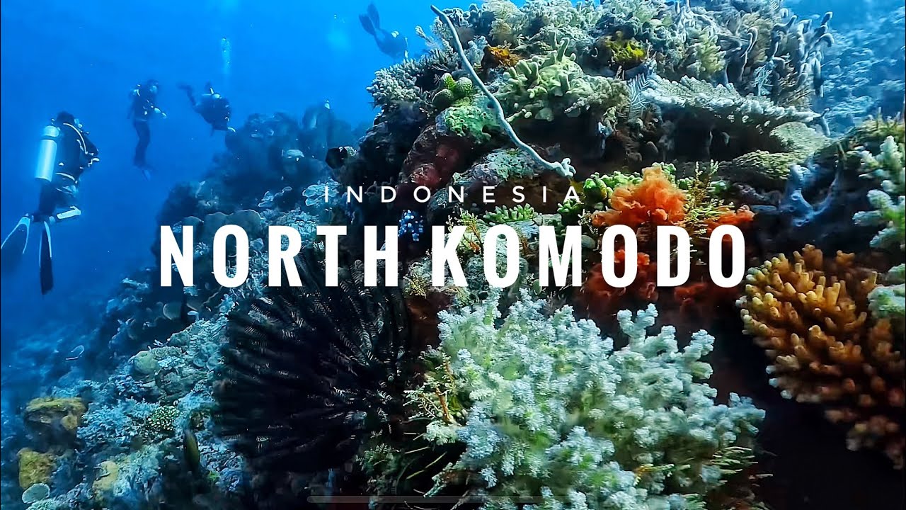 Komodo Diving (North Komodo) Asia's last unexplored region - YouTube
