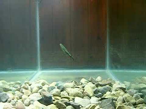 Roboworm FX leech Bass Fishing Lure Review - YouTube