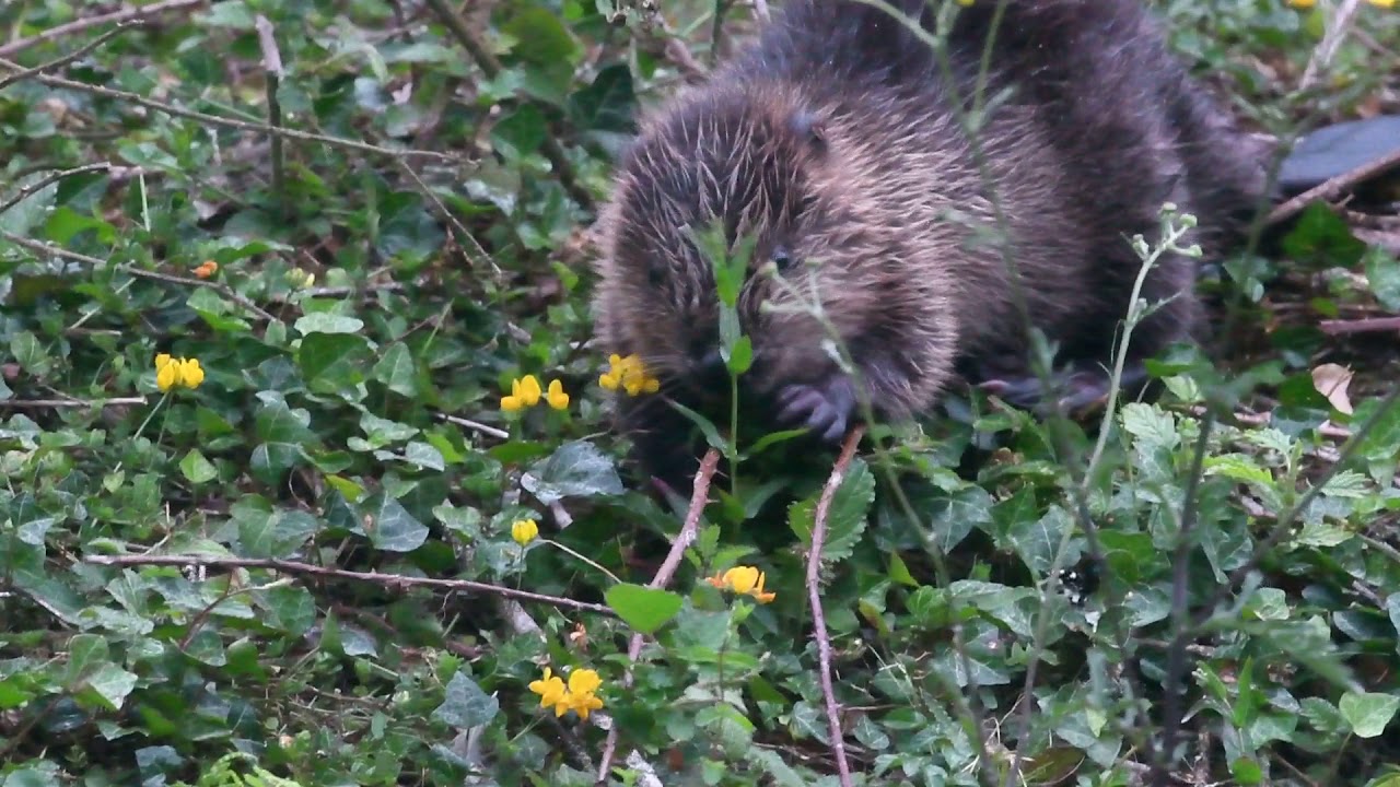 Beaver kit eating. Cornwall Beaver Project 4th July 2018. - YouTube