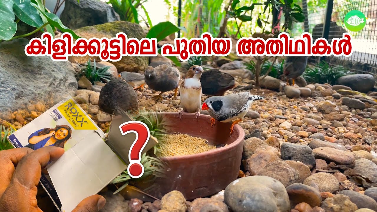 കിളിക്കൂട്ടിലെ പുതിയ അതിഥികൾ | New Finches | Aviary | Pallathi Vlogs ...