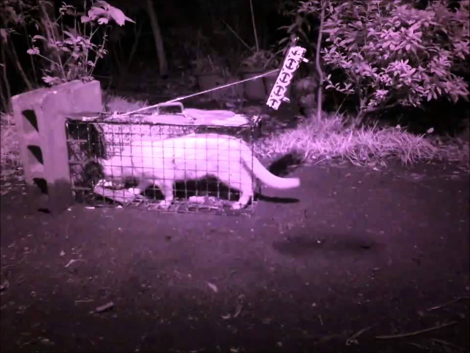 Stray Cat vs Handmade Trap - YouTube