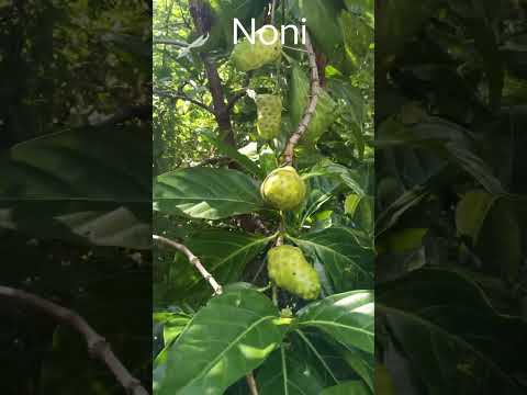 Noni fruit plant #fruits #gardening #noni #indian #farming #ননি@noni.nursery @Rubiaceae#Rubiaceae
