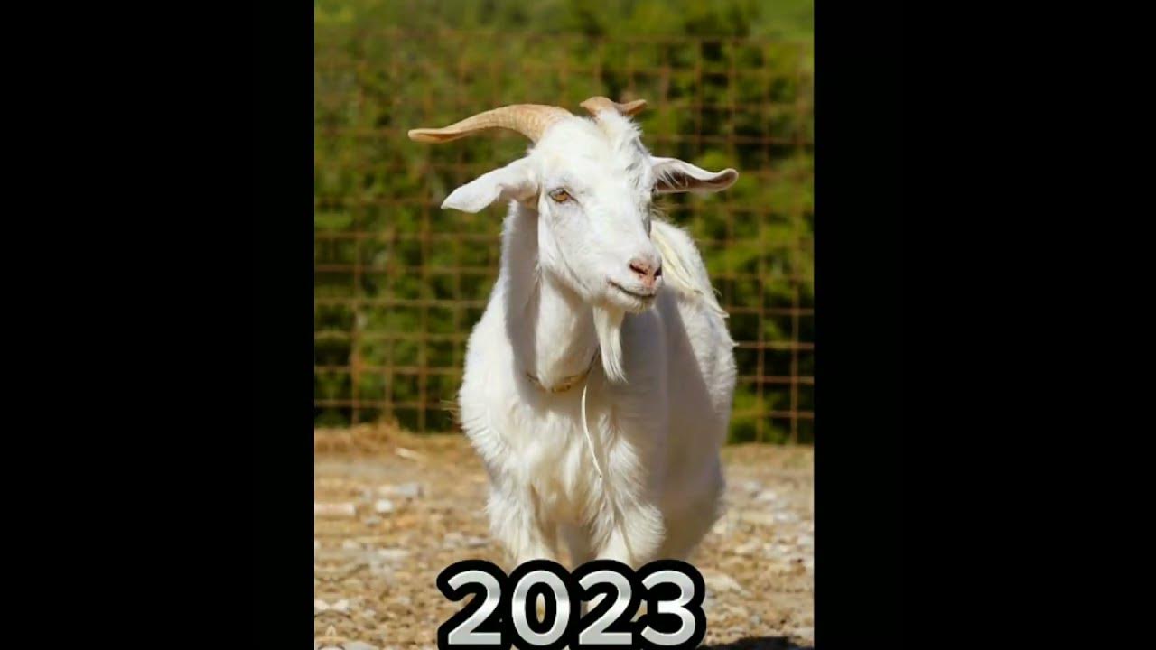 2023_GOAT_vs_5000_bce_GOAT%F0%9F%A6%deo_%23anime#short#youtubeshort ...