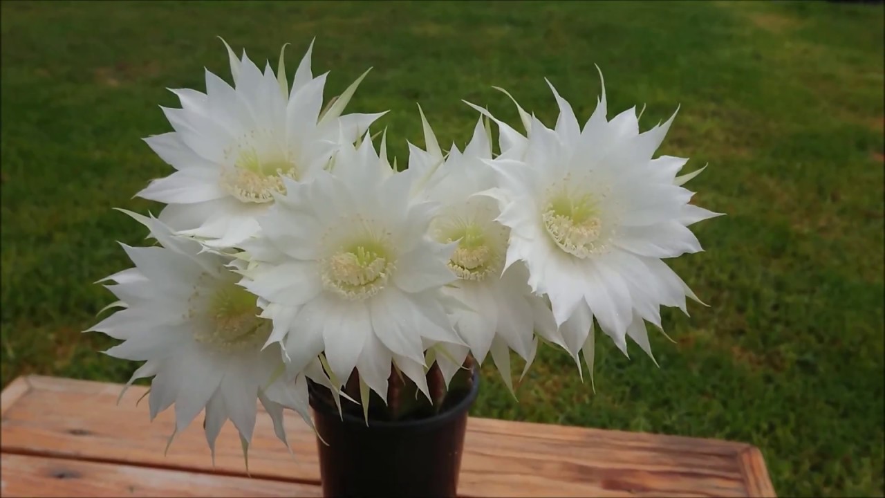 Cactus Minute Episode 24 - YouTube