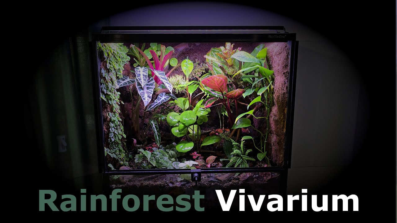 Rainforest Vivarium - YouTube