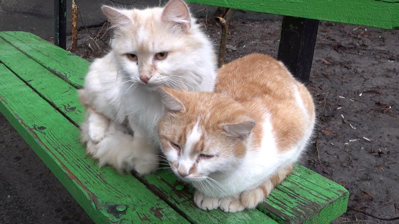 Two cute cats love each other - YouTube