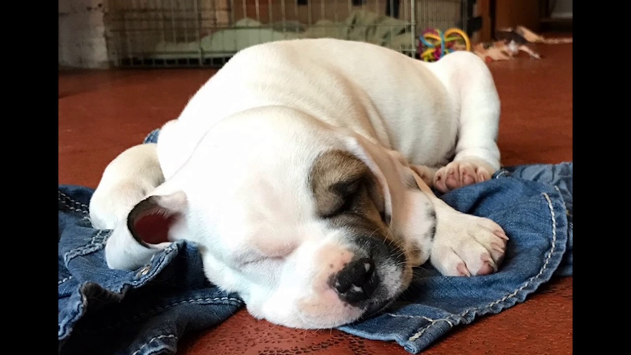 Pups Growing Up - YouTube