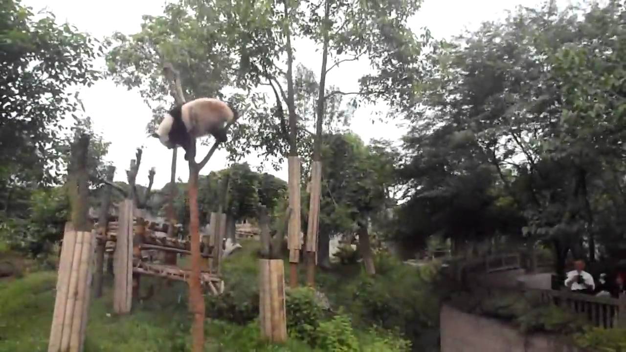 Fat Panda bear nearly falls off the tree, very funny - YouTube