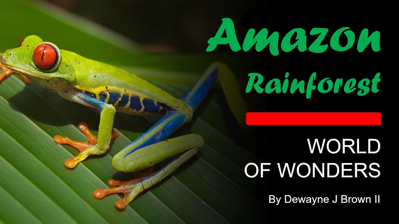 Amazon Rainforest Presentation - YouTube