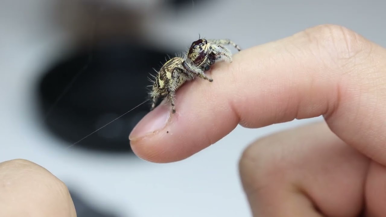 Spiders are very cute, and most are harmless don’t kill them. Your ...