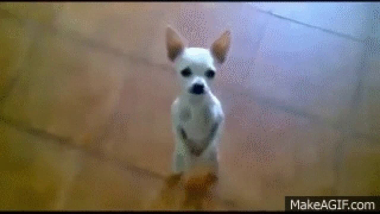 PERRITOS BAILANDO MUSICA PARA ESCUCHAR - YouTube