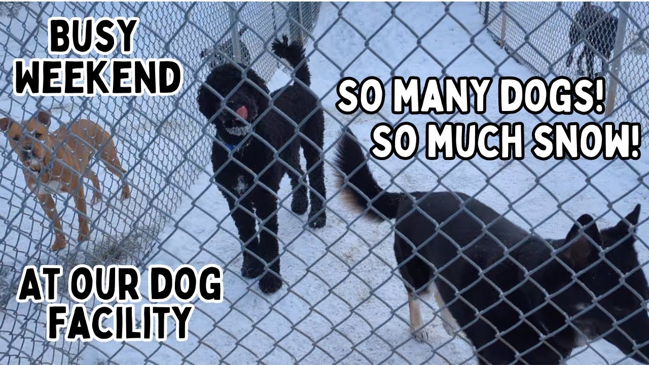 BUSY Holiday Weekend at our Dog Boarding Facility | President's Day ...