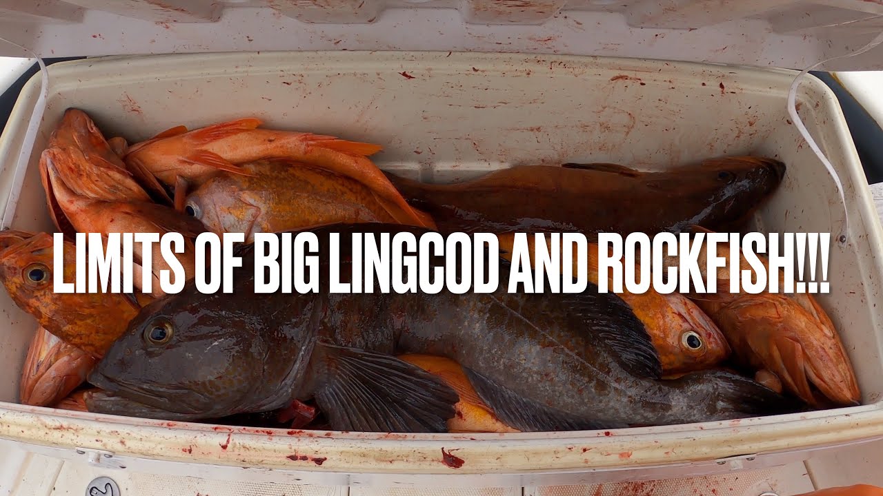 Great day Limits of Big Lingcod and rockfish fishing out of Bodega Bay ...