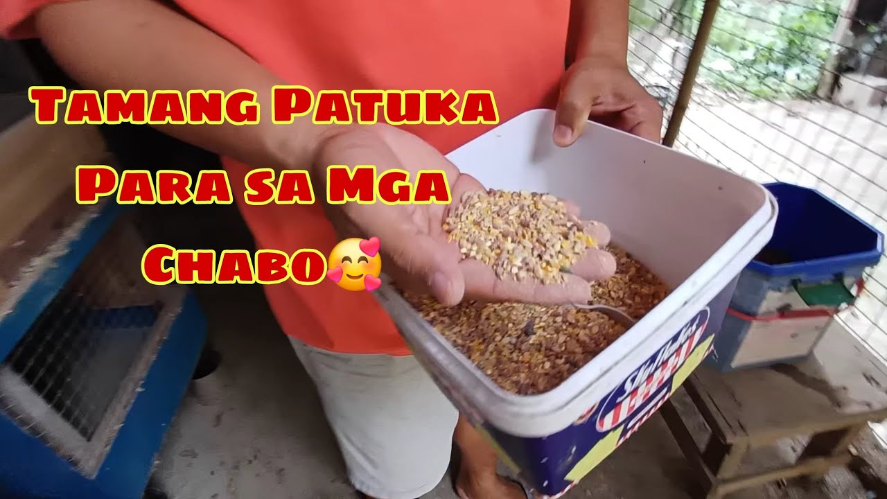 ( CHABO BREEDER 101 ) VITAMINS PATUKA PAINOM PARA SA ALAGA NATING CHABO ...