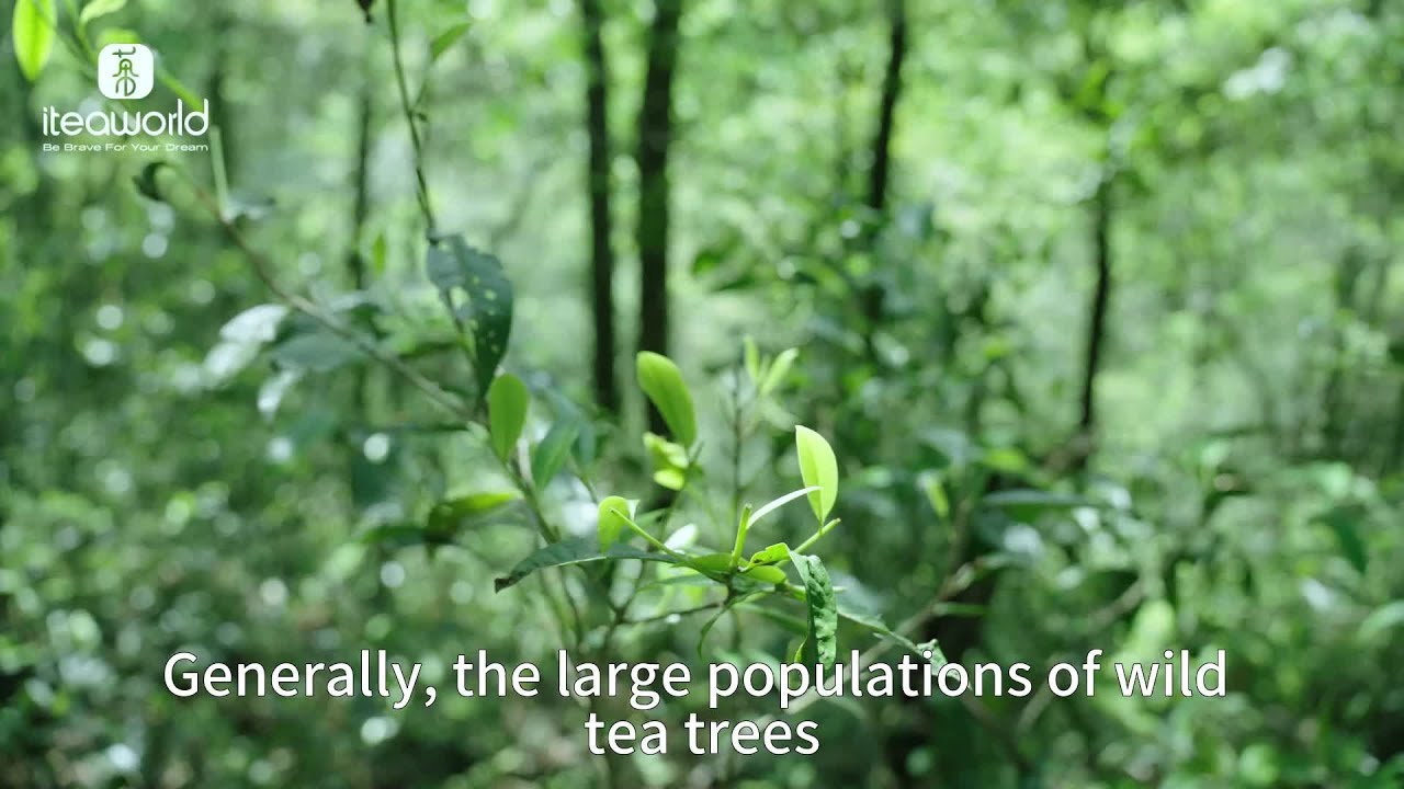 What are wild tea trees? - YouTube