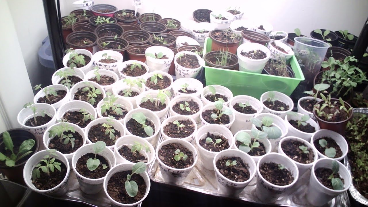 WHAT TO PLANT IN FEBRUARY - Easy Seeds That You Can Start Now For Your ...