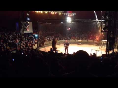 Kaplan değil sanki kedi