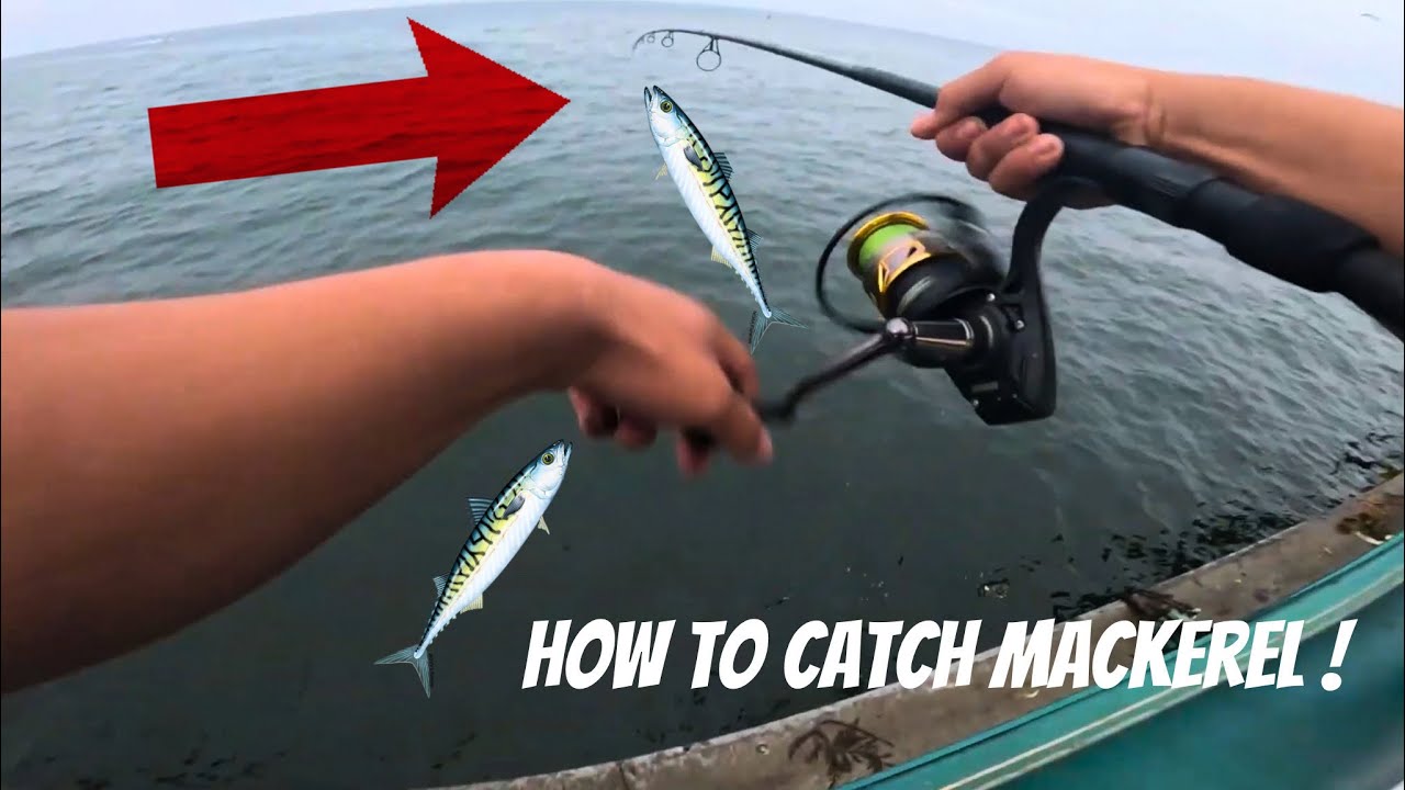 The Best Way To Catch Mackerel (SHARK CAUGHT) Redondo Beach Pier - YouTube