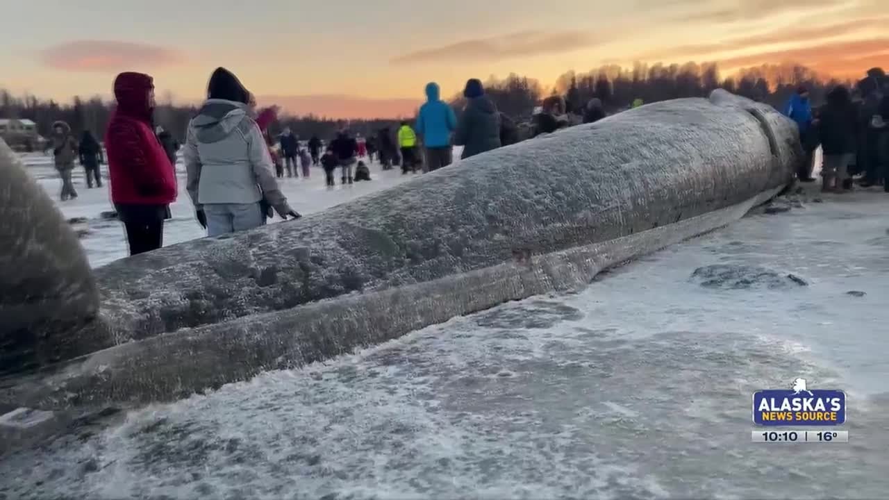After 5 days, beached whale still amazes Anchorage community - YouTube