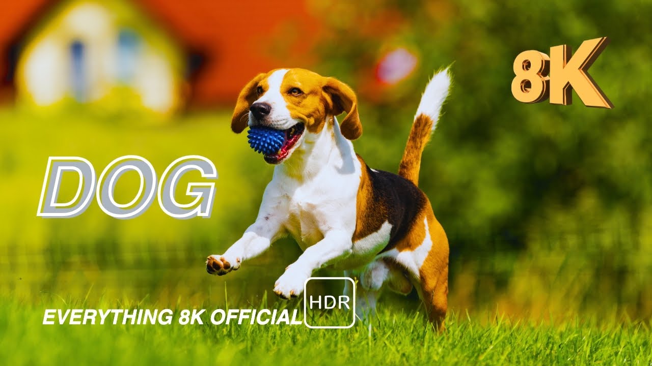 Dogs, the most loyal animals | EVERYTHING 8K OFFICIAL #8k #animals #dog ...