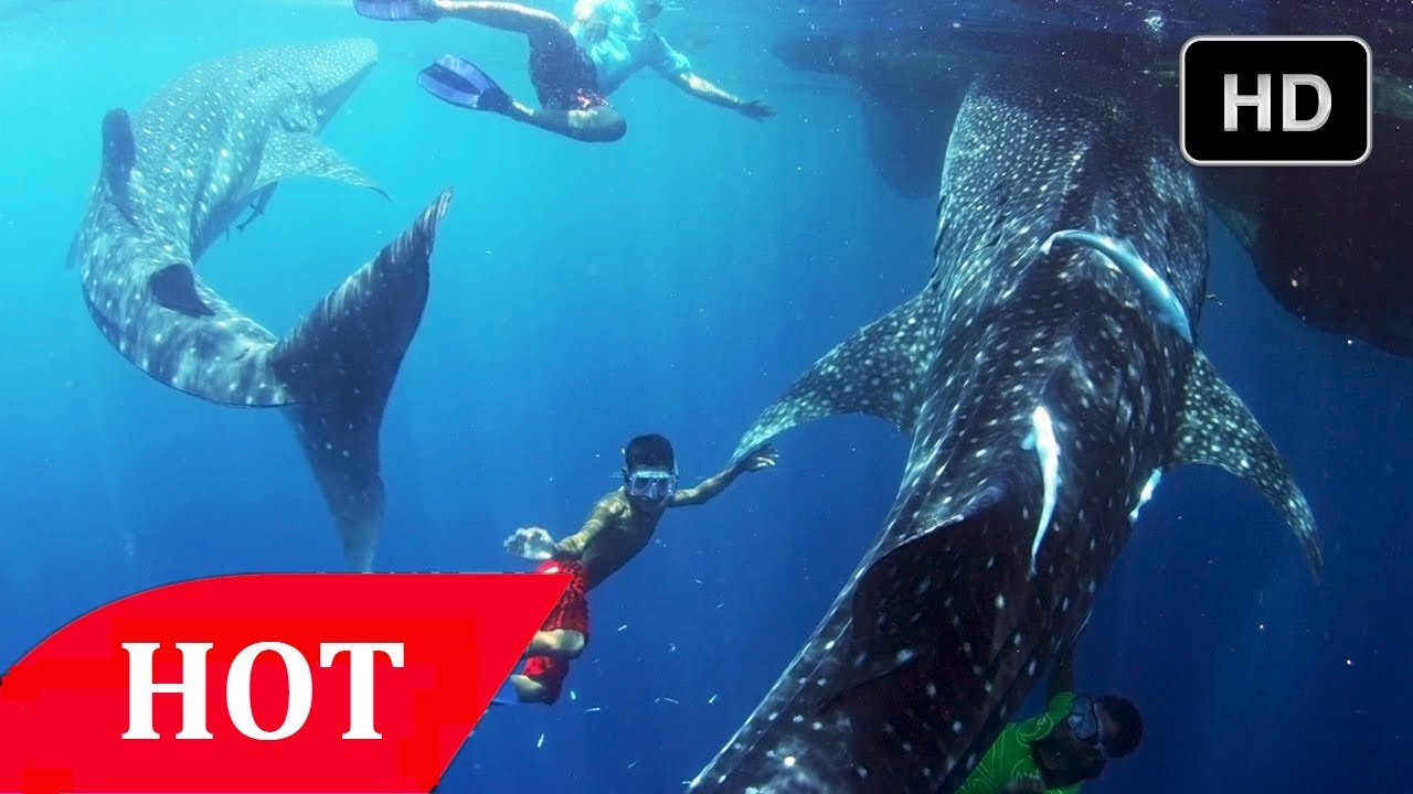 South Pacific Ocean Animals National Geographic HD - YouTube