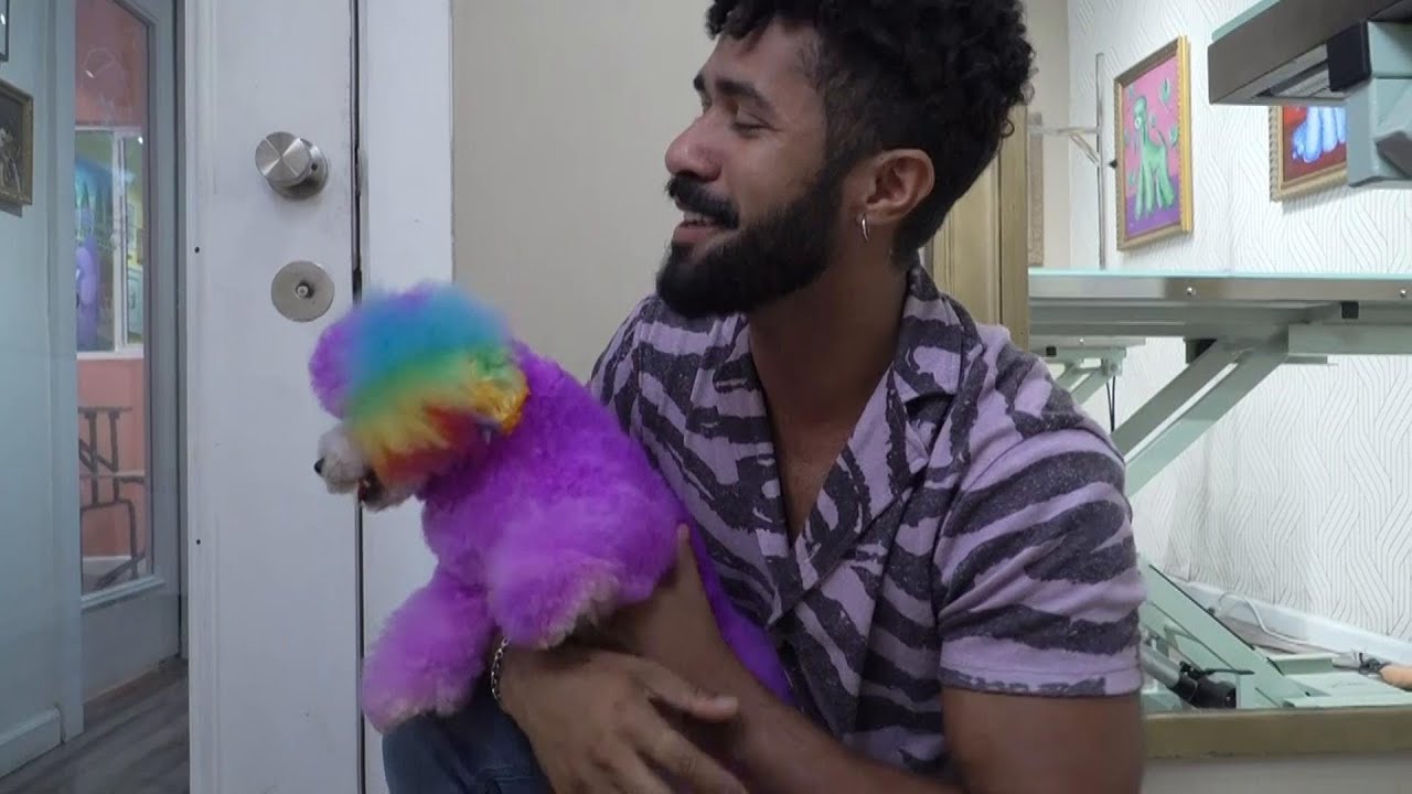 Grooming dogs into magical creatures - YouTube