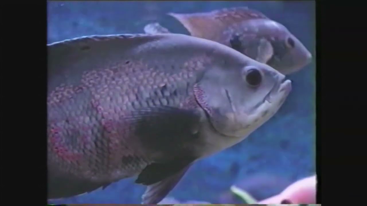 PetSmart TOP FIN STARTER KIT VIDEO Power Filter Version VHS 2002 - YouTube