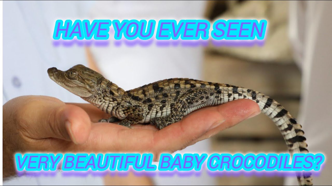 The cutest baby crocodiles in the world. Crocodile breeding farm. - YouTube