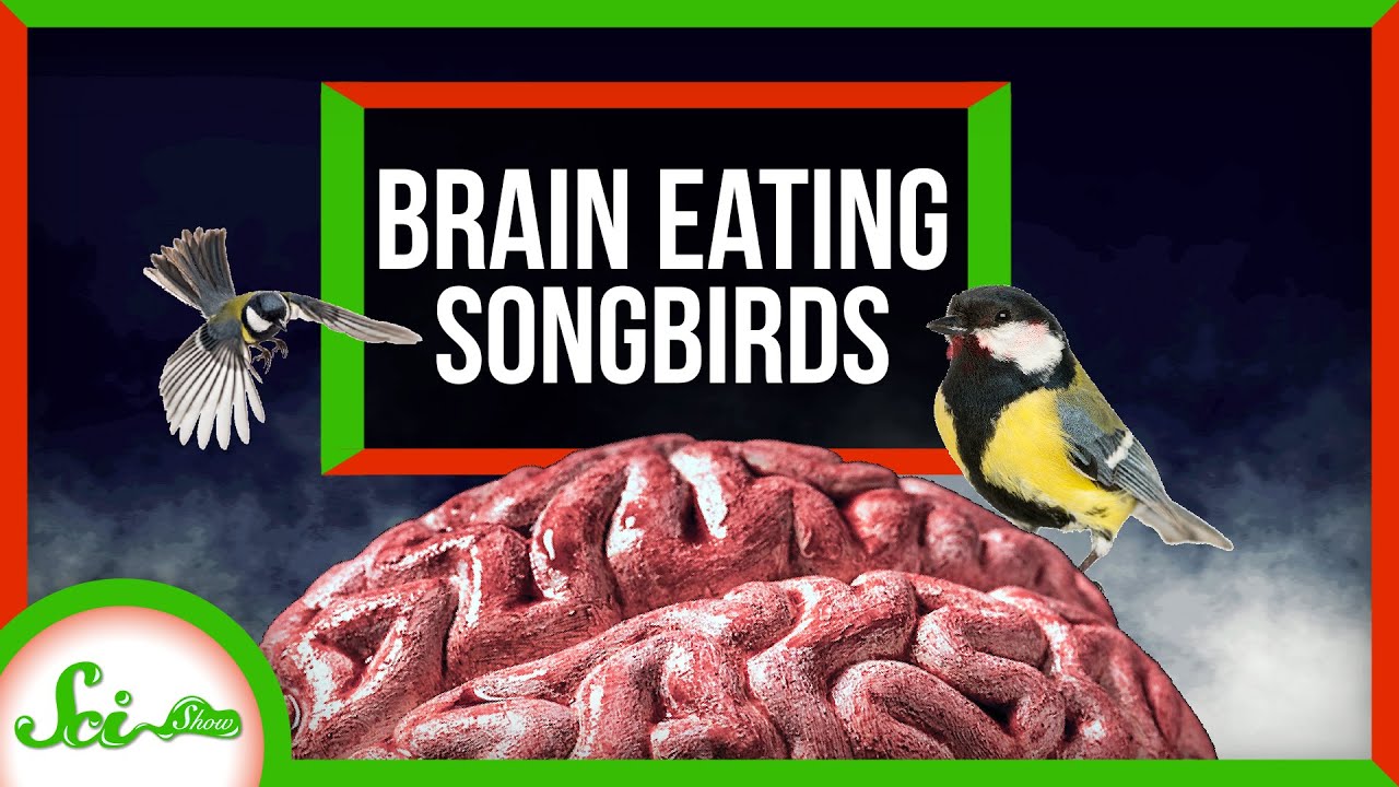 Attack of the Brain-Eating Killer Songbirds - YouTube
