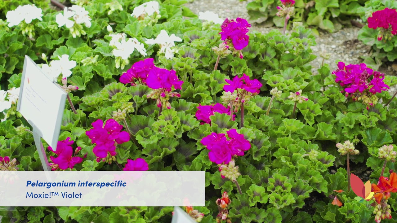 Smith Gardens | Syngenta | 6th Annual New Product Showcase - YouTube