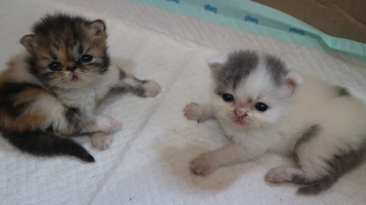 40 Hari Kehidupan Kucing Scottish Fold Mix Exotic Shorthair - YouTube