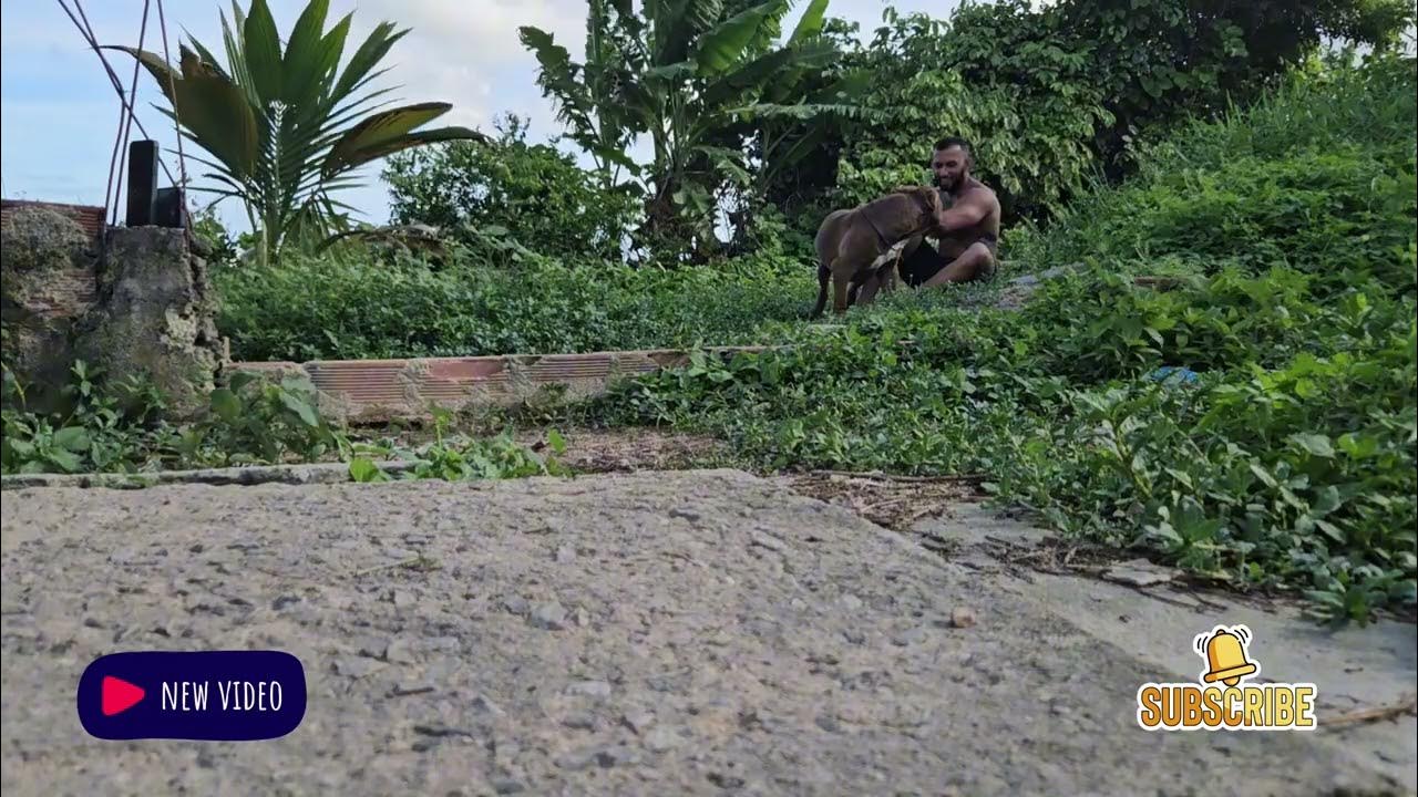 Joking Dog #pitmonsters - YouTube