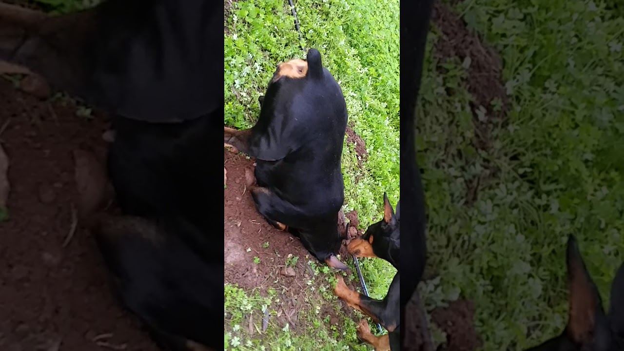 Dobermans on the hunt - YouTube