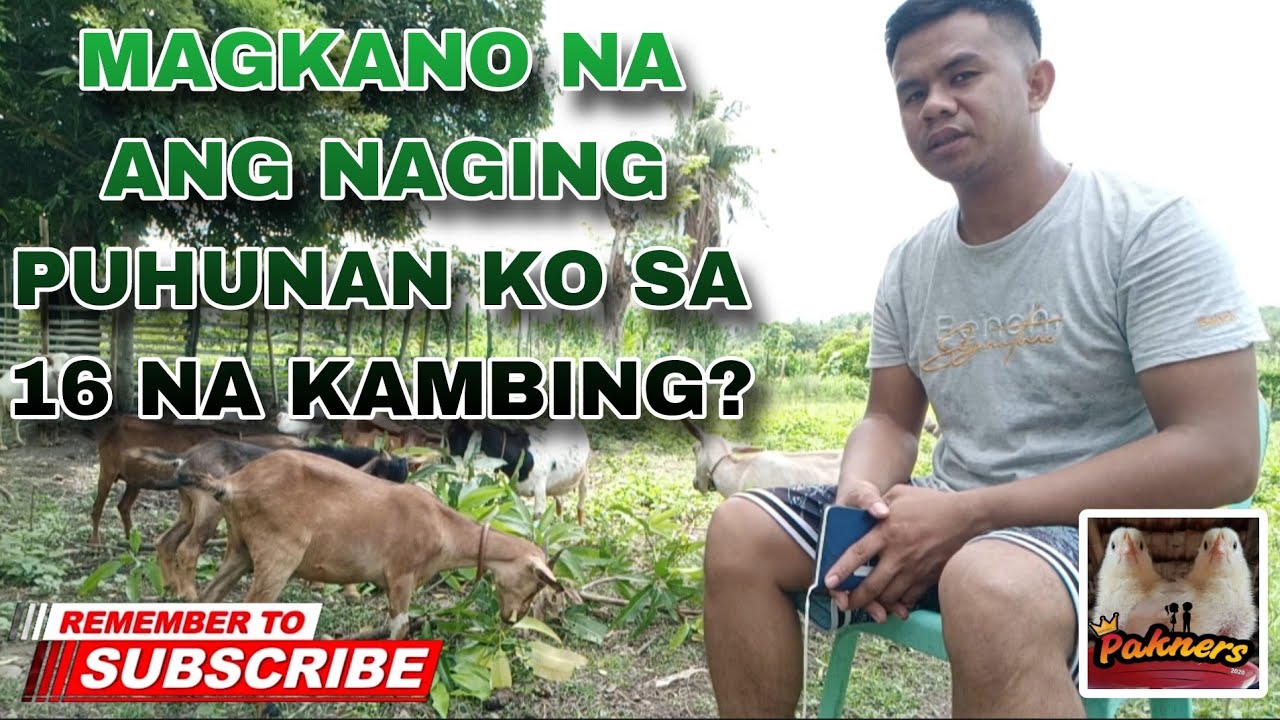 MAGKANO NA ANG NAGING PUHUNAN KO SA 16 NA ALAGANG KAMBING? - YouTube