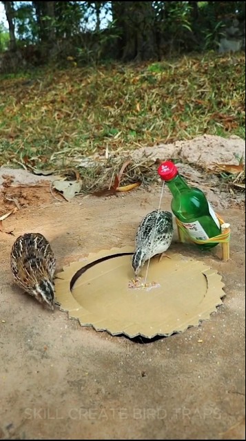 Bird Catching Techniques: How to Catch Birds Like a Pro! #birds # ...