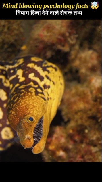 Surprising Facts About Fangtooth Moray Eel 🤯😨 - YouTube