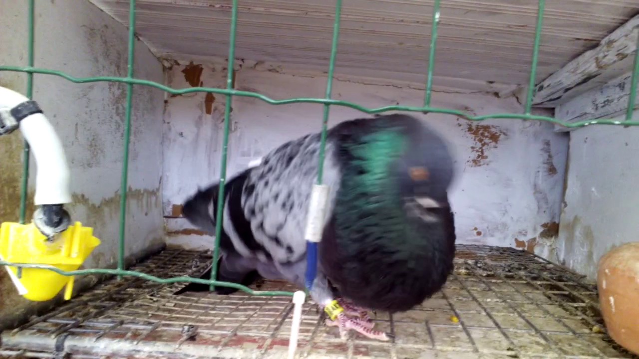 Palomas buchonas. Buchón canario pichón rodao 2017 ..a tope. Gracias ...