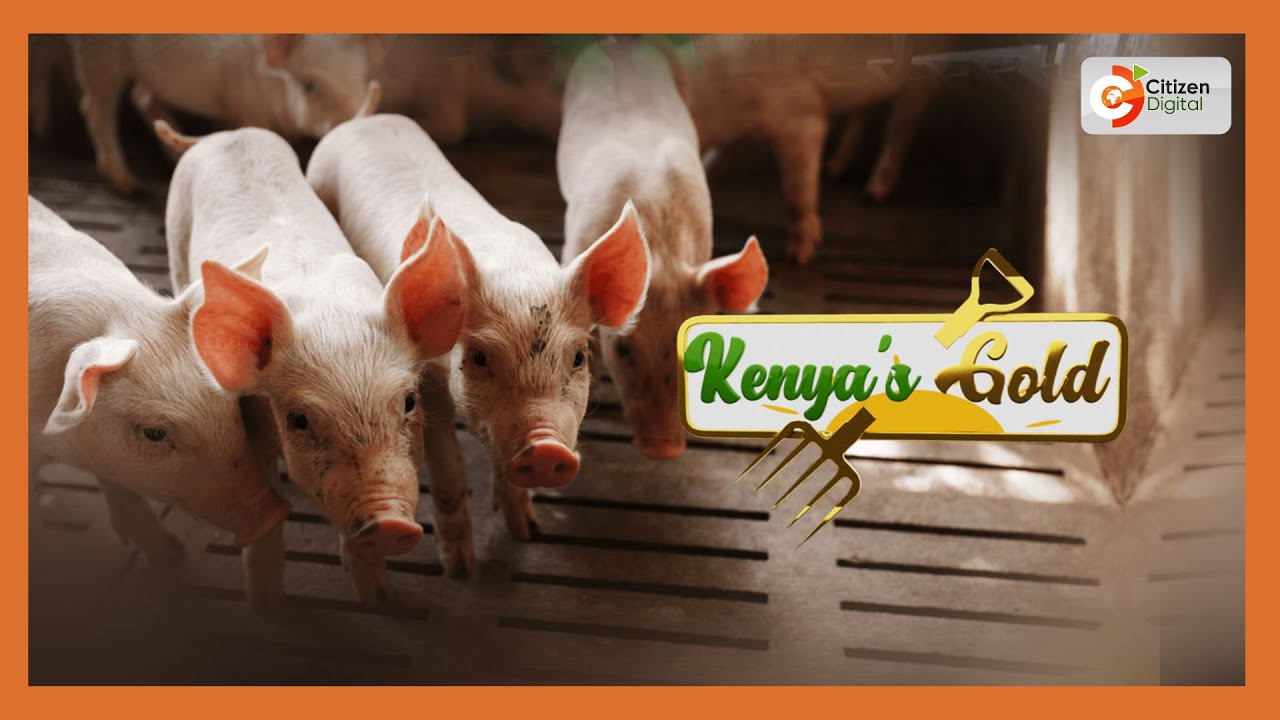 | KENYA’S GOLD | Pig Farming (Part 2) - YouTube