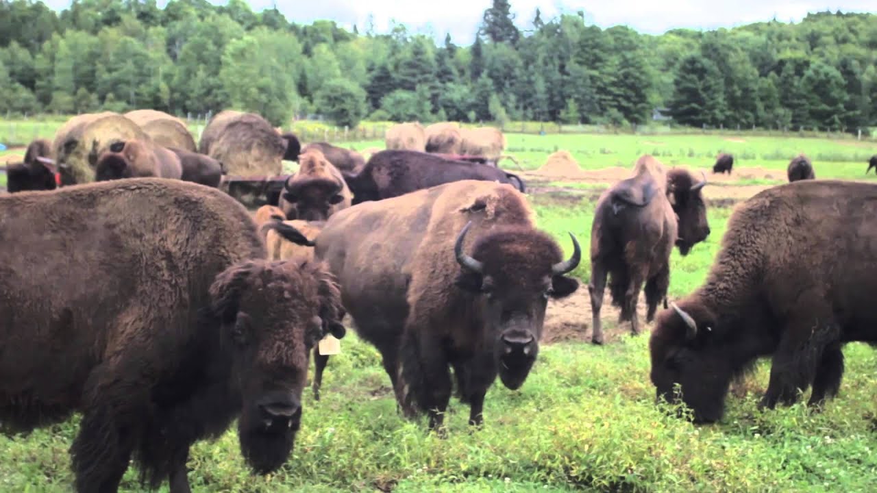 La terre des bisons - YouTube