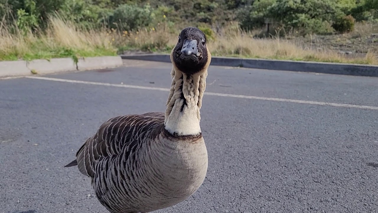 Very Curious NeNe Goose/Hawaiian. State birds. - YouTube
