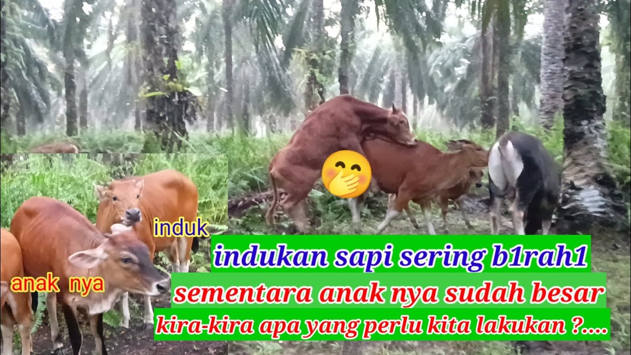 induk sapi Bali b1rah1/peternak rugi waktu jika induk sapi yang di ...