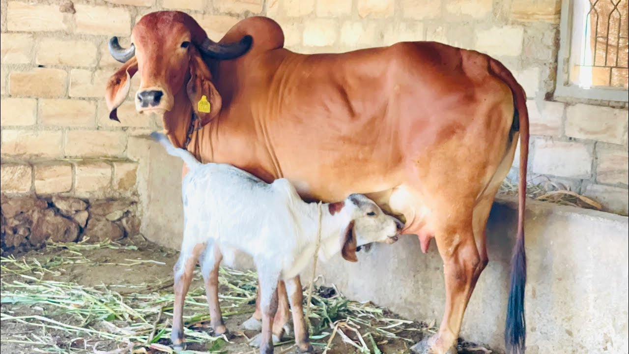 Gir Cow Calf