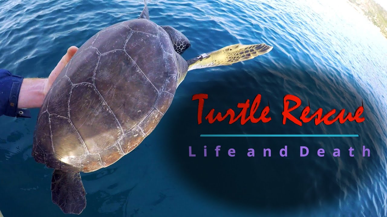 Turtle Rescue and Research With S.P.O.T - YouTube